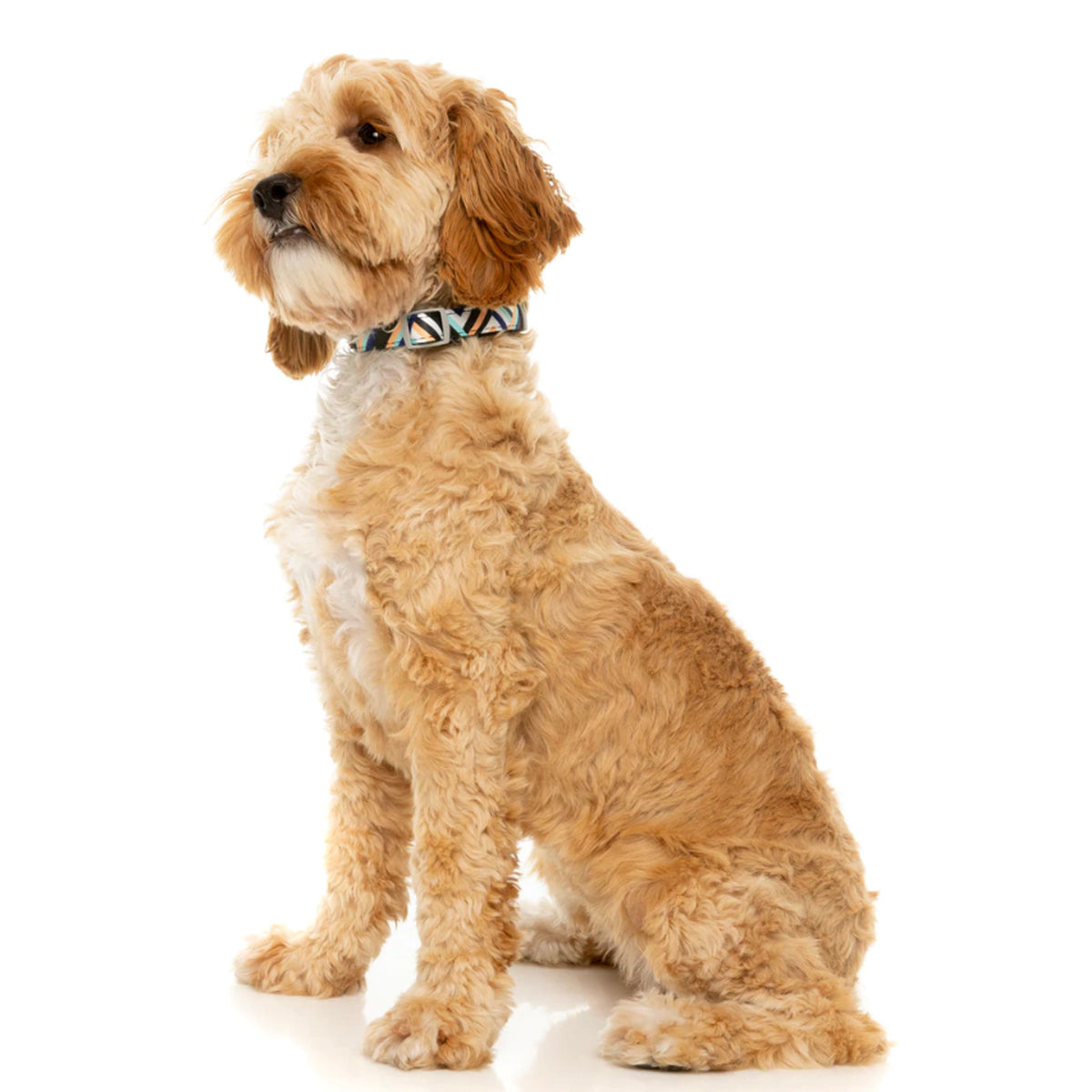 Sonic Dog Collar (Small 25-38cm) – Five And Dime